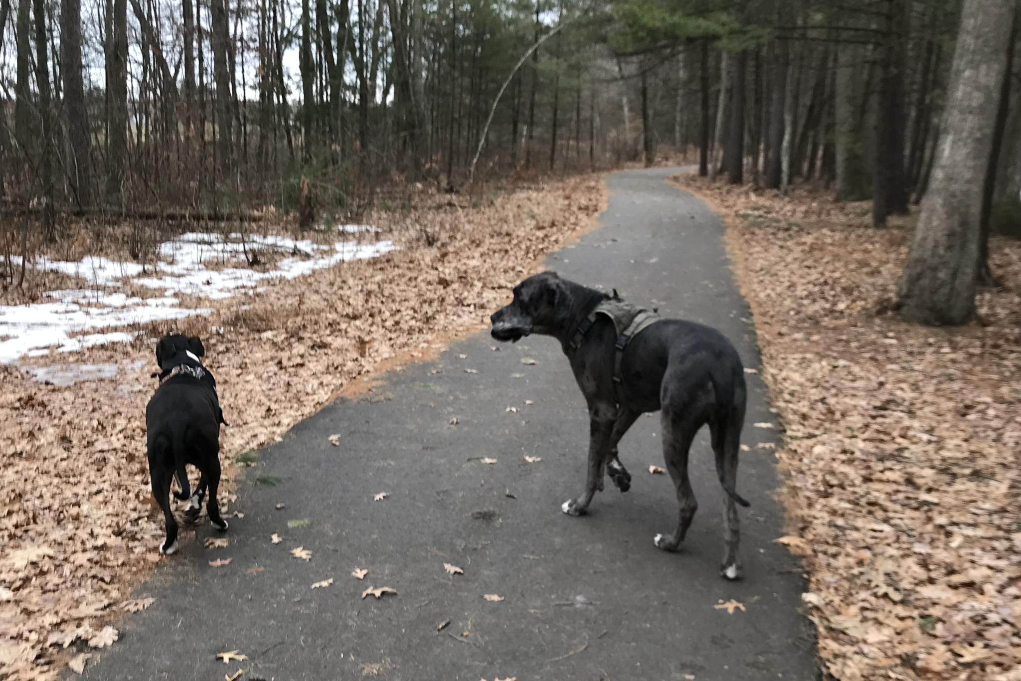 Obedience/Off Leash Training - East Coast Field Dog Training